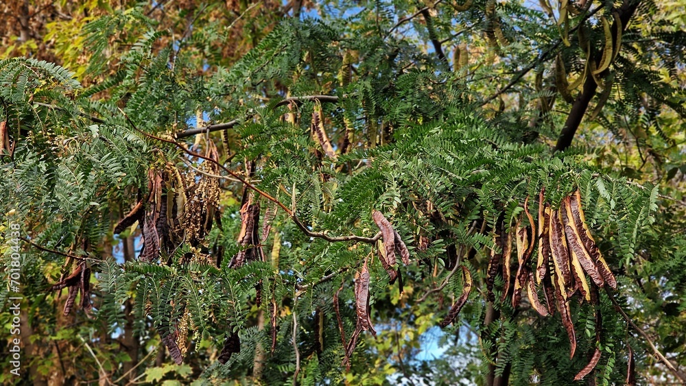 Tree branches with seed pods of honey locust or Gleditsia triacanthos ...