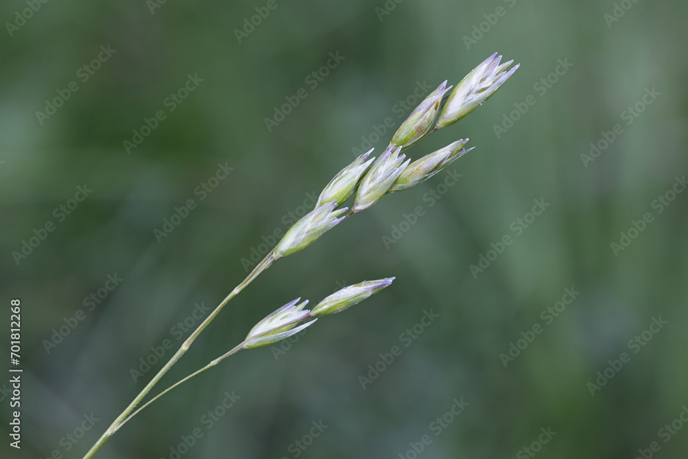 Heath grass, Danthonia decumbens, also called Sieglingia decumbens ...