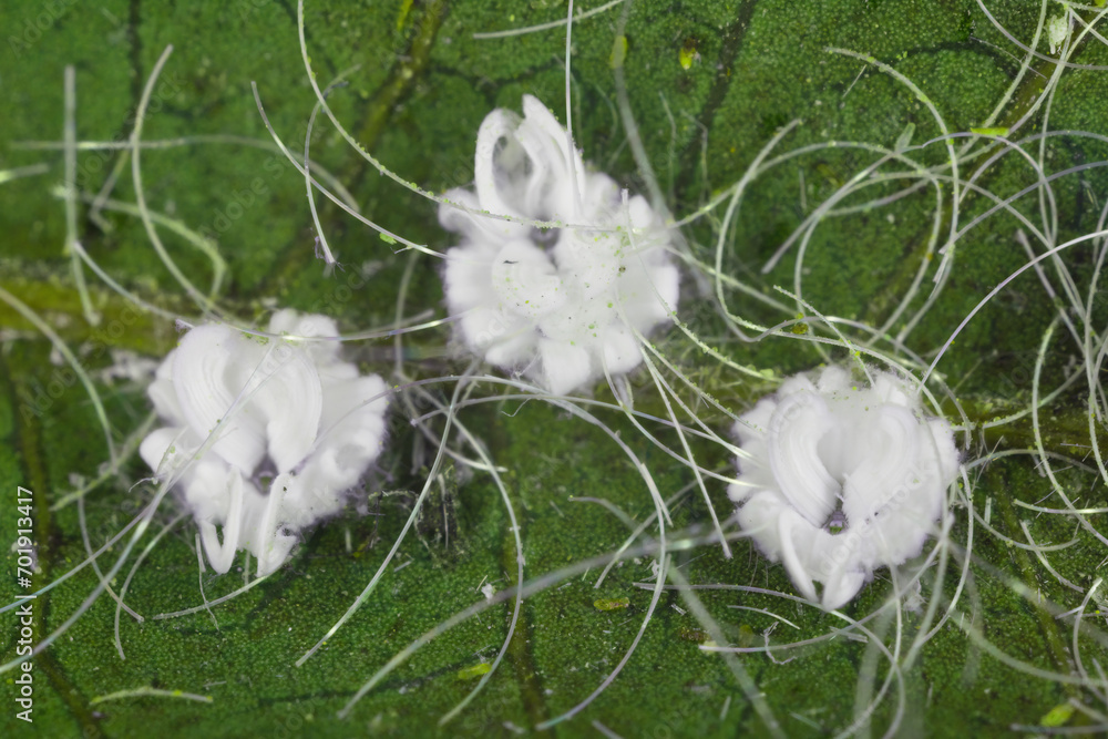 Aleurodicus dispersus, the spiralling whitefly, is a species of small ...