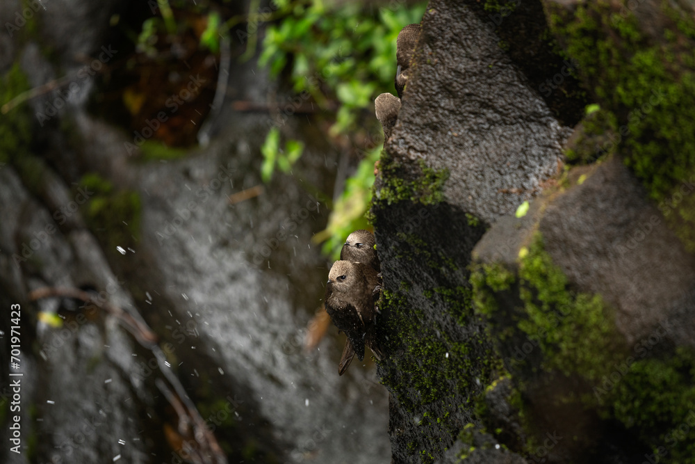Great dusky swifts are protecting behind the waterfalls. Swifts use the ...