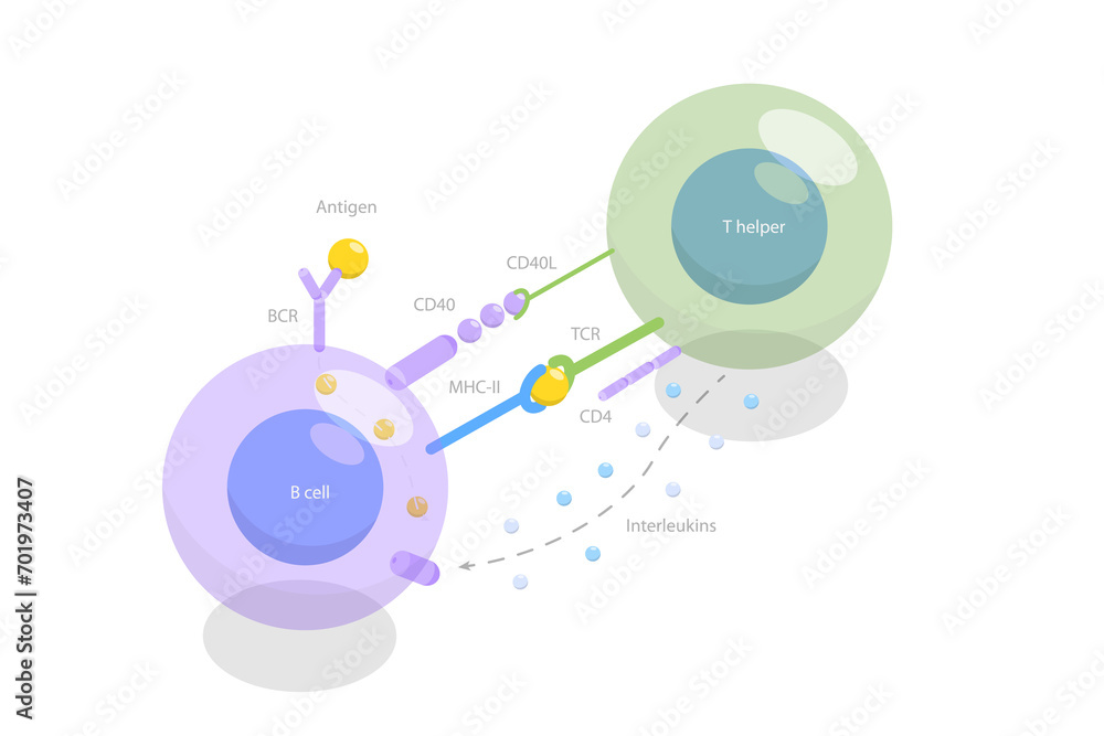 3D Isometric Flat Illustration of T-cell Dependent B-cell Activation ...