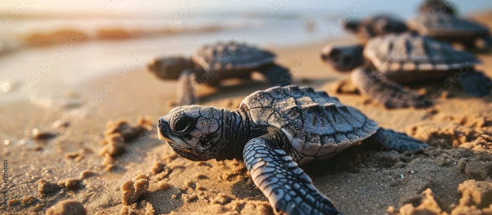 Endangered young baby turtles in warm evening sunlight being released ...