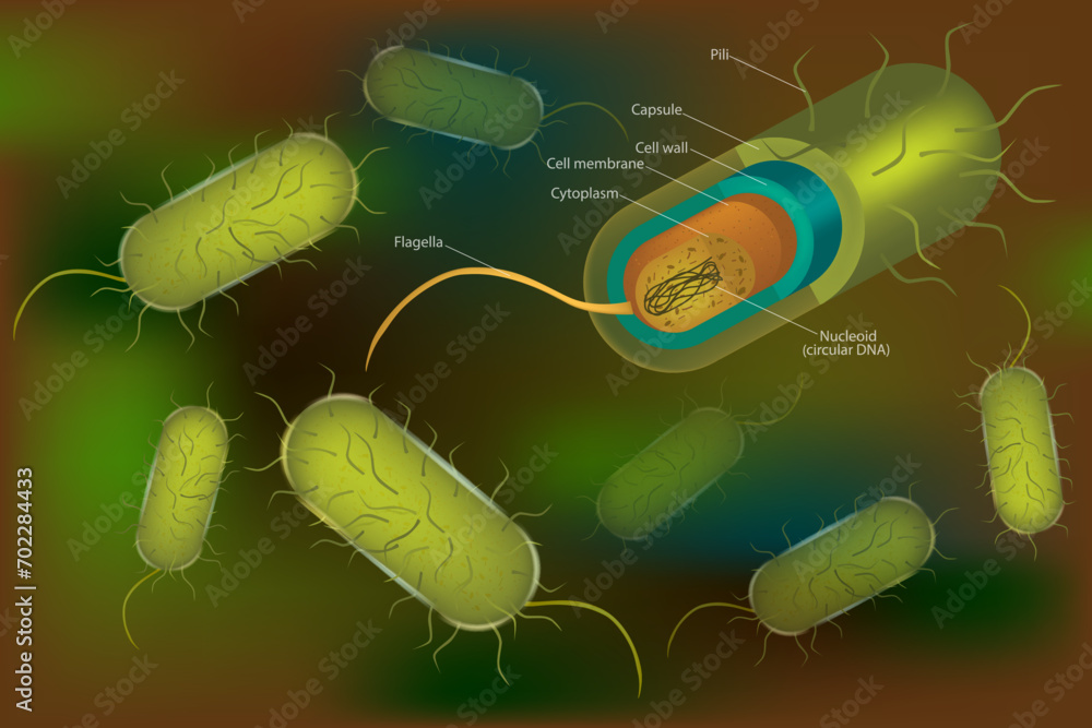 Bacterial cell anatomy labeling structures on a bacillus cell with ...