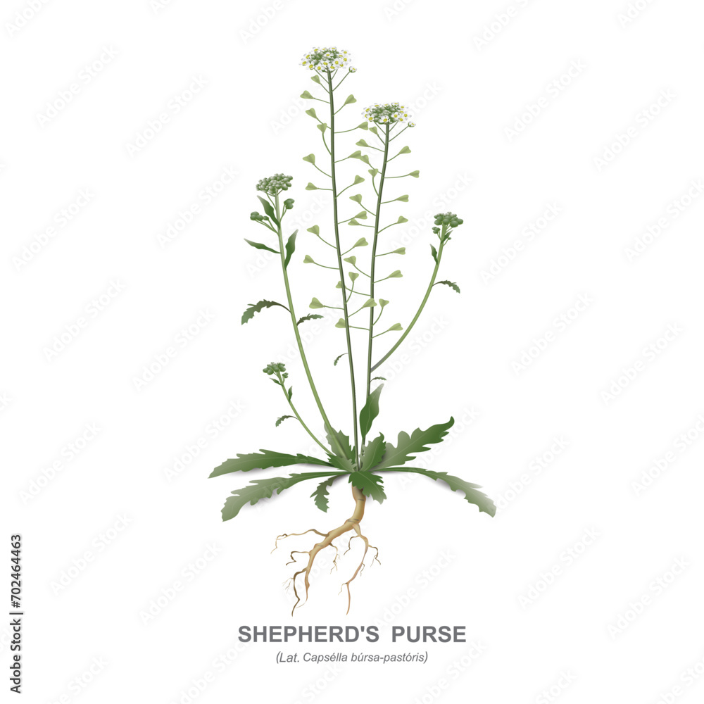 Image vectorielle Stock Capsella bursa pastoris, Shepherd's purse ...