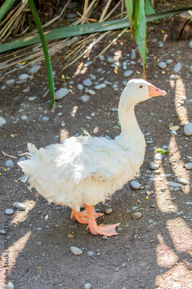 Stock-Foto „The Sebastopol is a breed of domestic goose, descended from ...