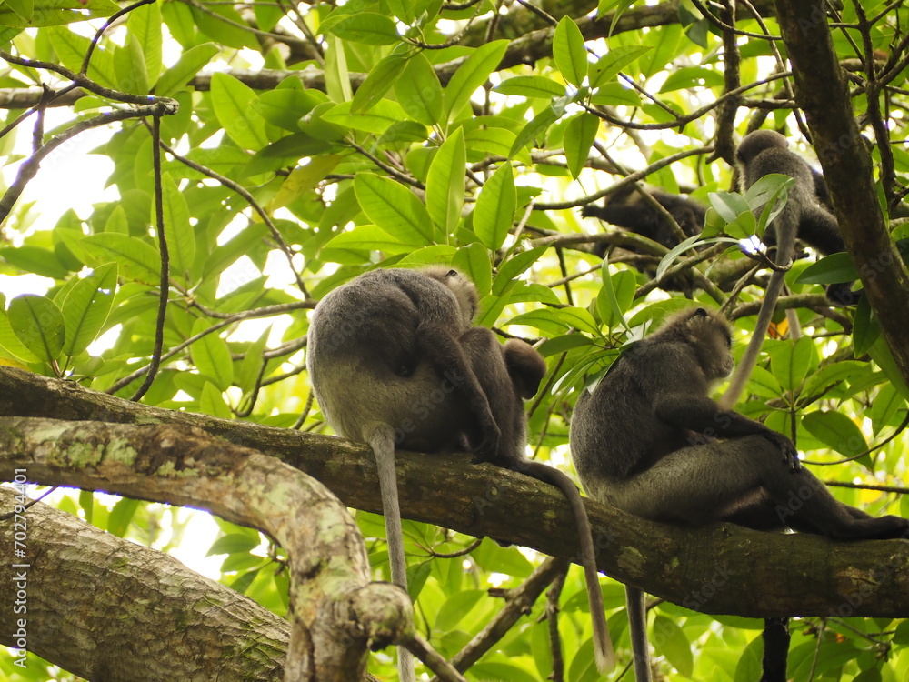 macaca, kandy, borneo, close-up, pictures, animal hair, mammal, cute ...