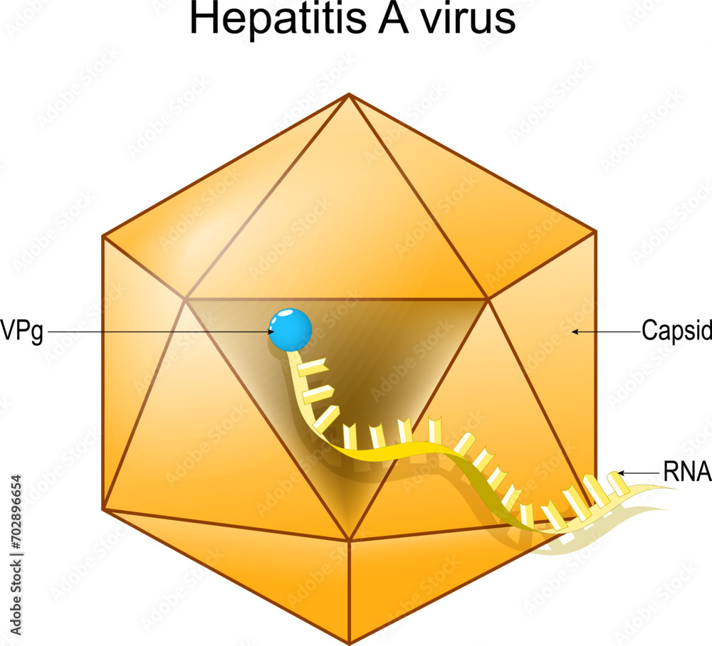 Structure of Hepatitis A virus. Virion anatomy Stock Vector | Adobe Stock