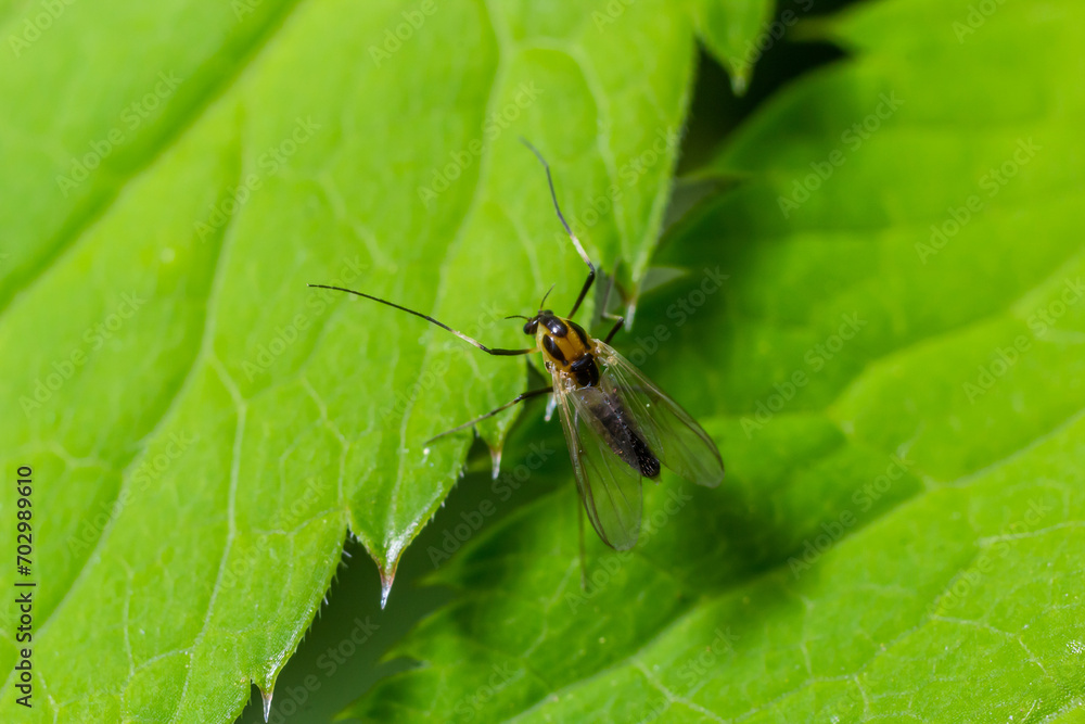 species of pest fly from the family Chloropidae. It is also known as ...