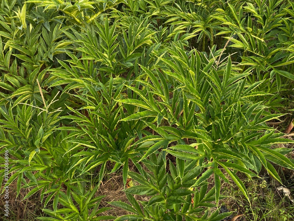 Porang or tuber plant (Amorphophallus muelleri) crop agricultural field ...