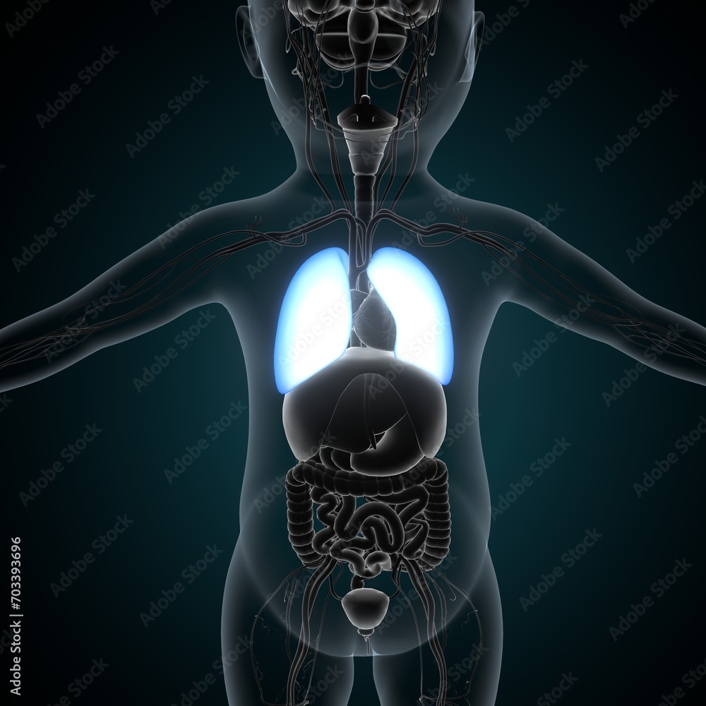 Human Heart ,large intestine Anatomy For Medical Concept 3D ...