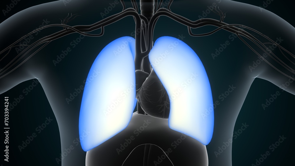 Human Heart ,large intestine Anatomy For Medical Concept 3D ...