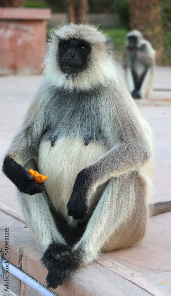 Gray langurs, also called Hanuman langurs and Hanuman monkeys, are Old ...