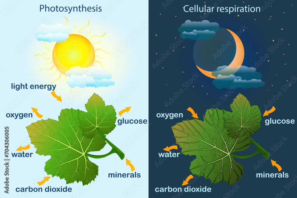 Photosynthesis diagram. Process of plant produce oxygen. Photosynthesis ...