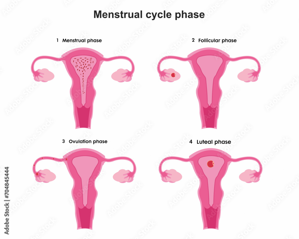 Vector de Stock Menstrual cycle phases process Menstruation, Follicle ...