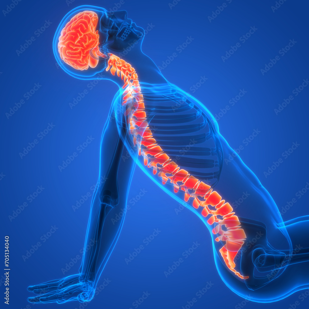 Central Organ of Human Nervous System Brain Anatomy Stock Illustration ...