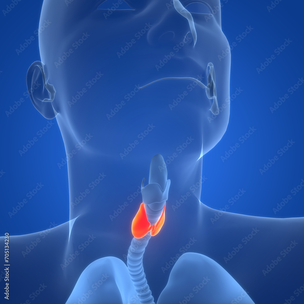 Human Body Glands Thyroid Gland Anatomy Stock Illustration | Adobe Stock