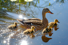 Sparkling Duck Free Stock Photo - Public Domain Pictures