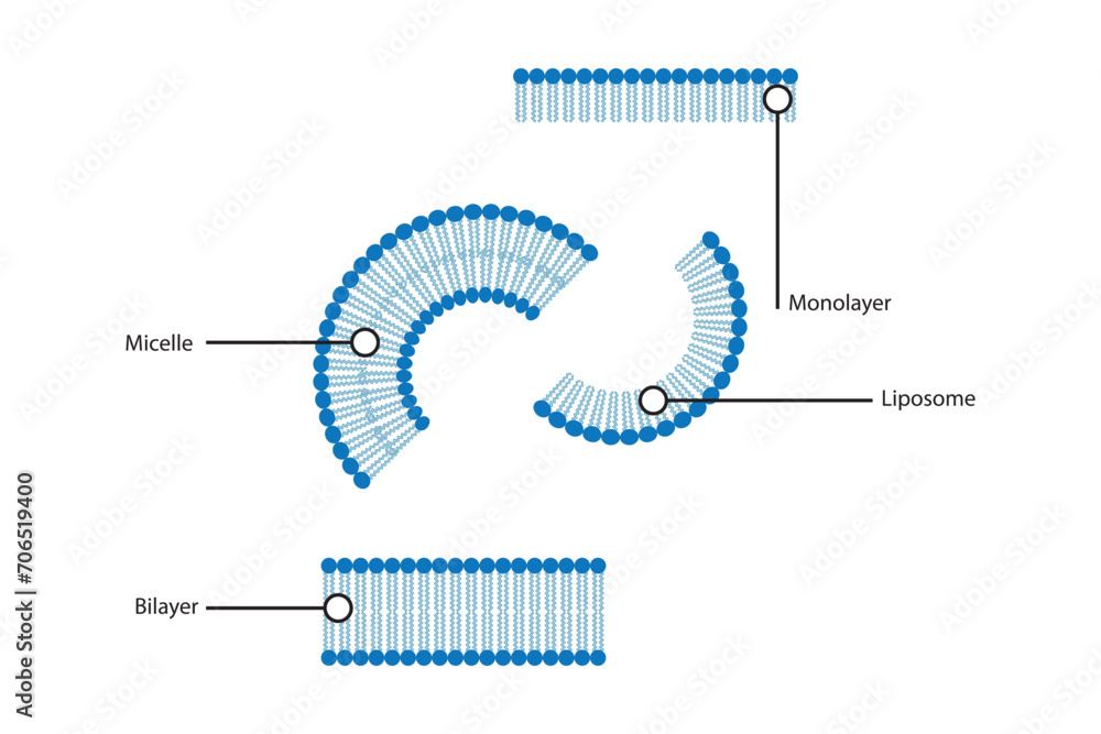 Diagram showing phospholipid structures - Liposome, micelle, monolayer and bilayer - non polar ...