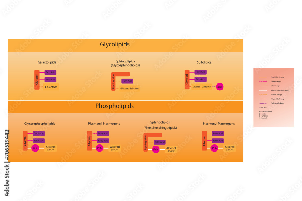Vektor Diagram showing classification of lipids - storage lipids ...