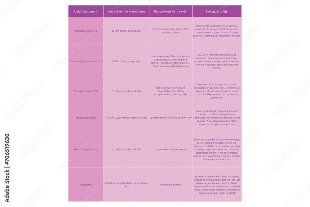 Image vectorielle Stock Table showing Phospholipids types, membrane ...