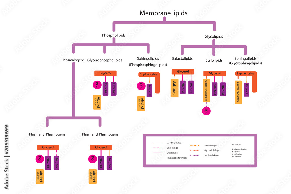 Diagram showing classification of lipids - storage lipids, membrane ...