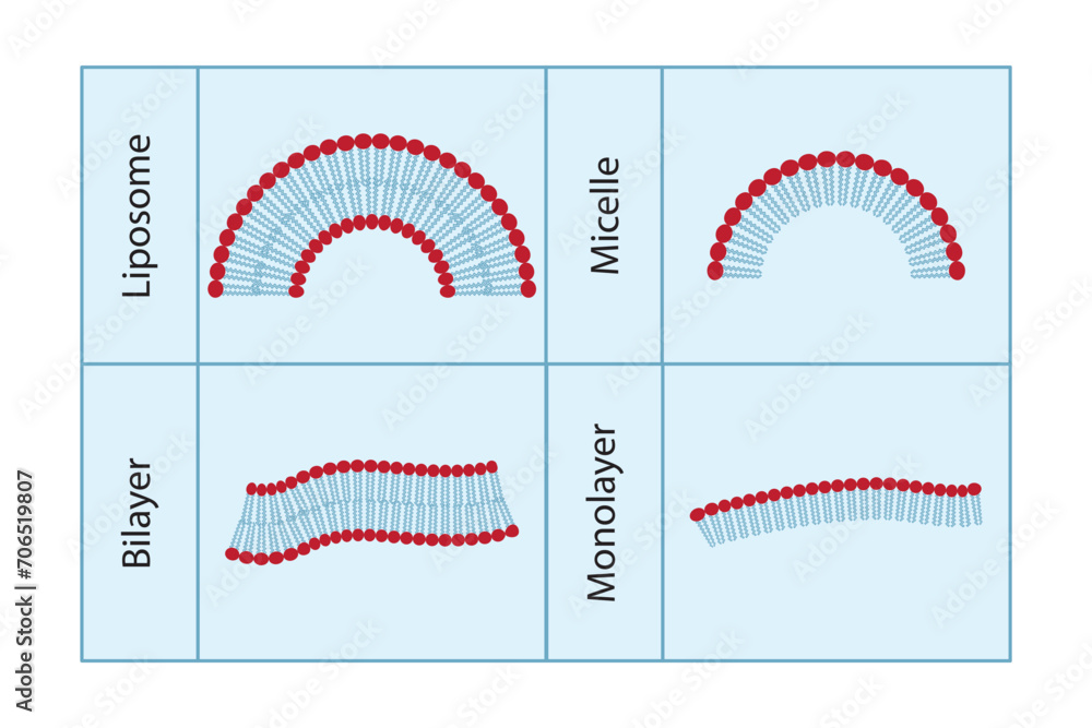Diagram showing phospholipid structures - Liposome, micelle, monolayer ...
