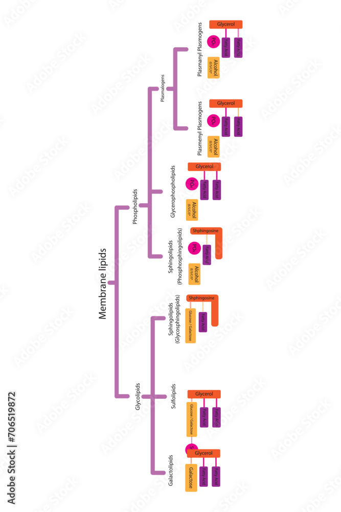 Diagram showing classification of lipids - storage lipids, membrane ...