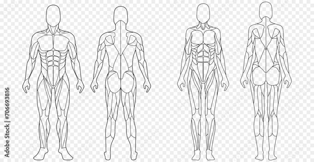 Male and female figure with anatomical muscles front and back view set ...