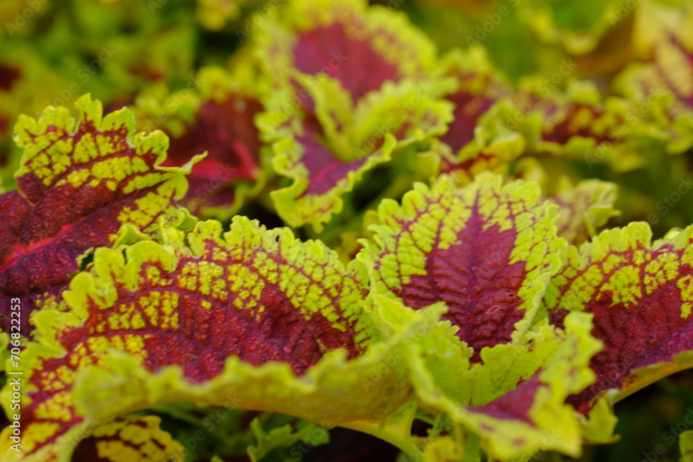 Coleus scutellarioides, commonly known as coleus, is a species of ...