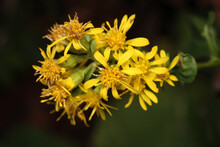 Yellow Hypericum Flower Free Stock Photo - Public Domain Pictures