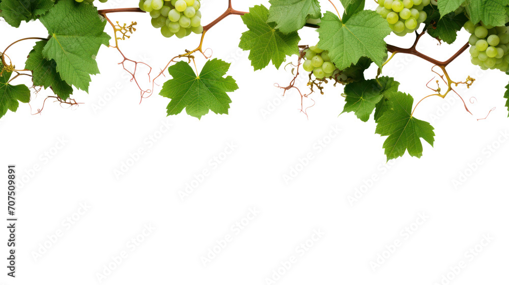 Fresh grapevine border, Isolated on white background, isolated on ...