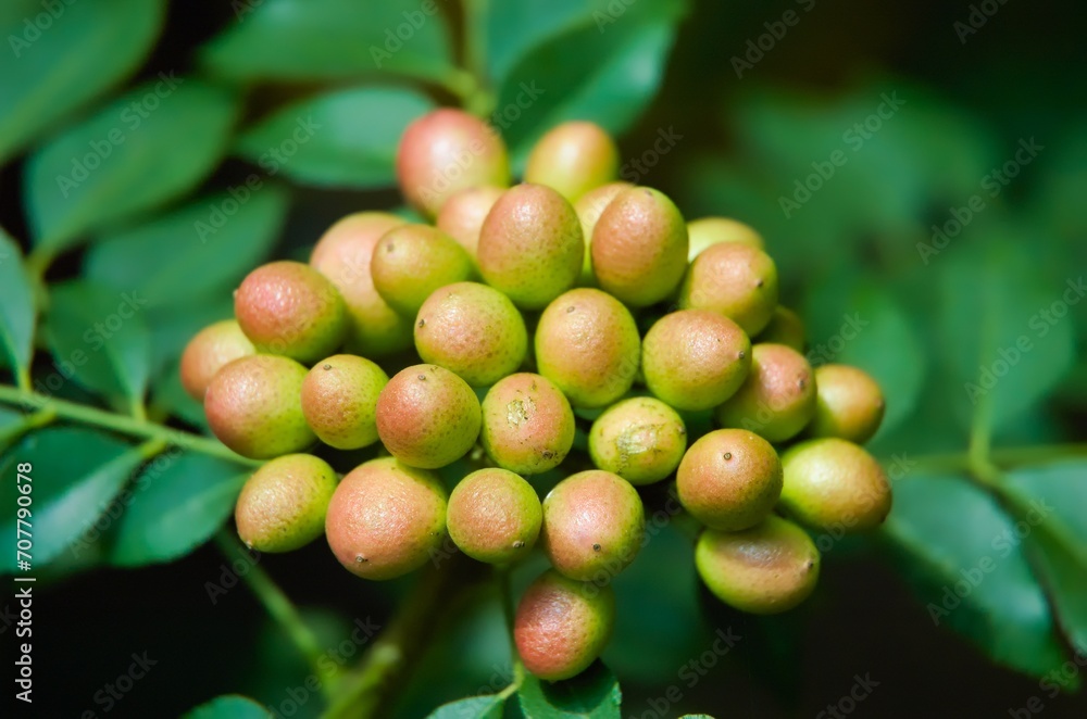 Curry tree A type of tree from India and Sri Lanka (Kaloupilé, Curry ...