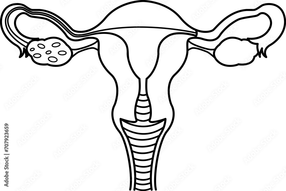 Female Reproductive System for Coloring Page. Vector Illustration of ...