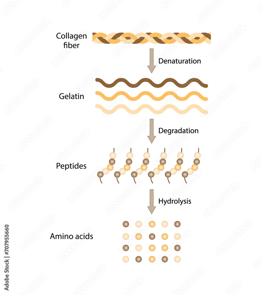 Collagen Digestion, Denaturation, Degradation and hydrolysis. Collagen ...