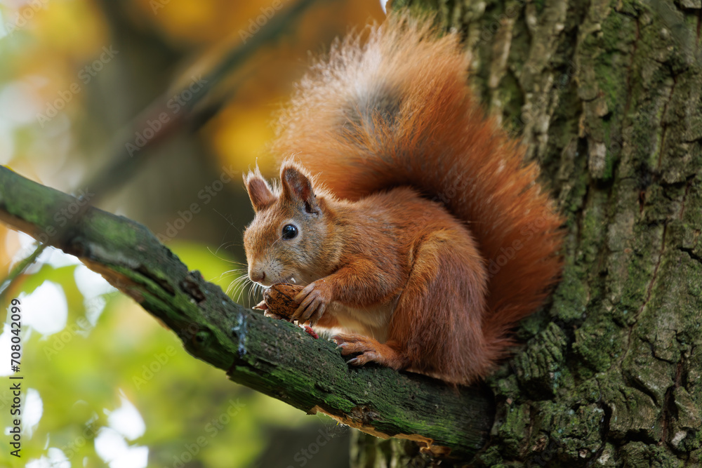 Cute young red squirrel in a natural park in warm morning light. Very ...