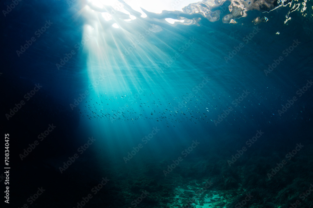 minorca underwater scenery mediterranean fish oblada jellyfish coris ...