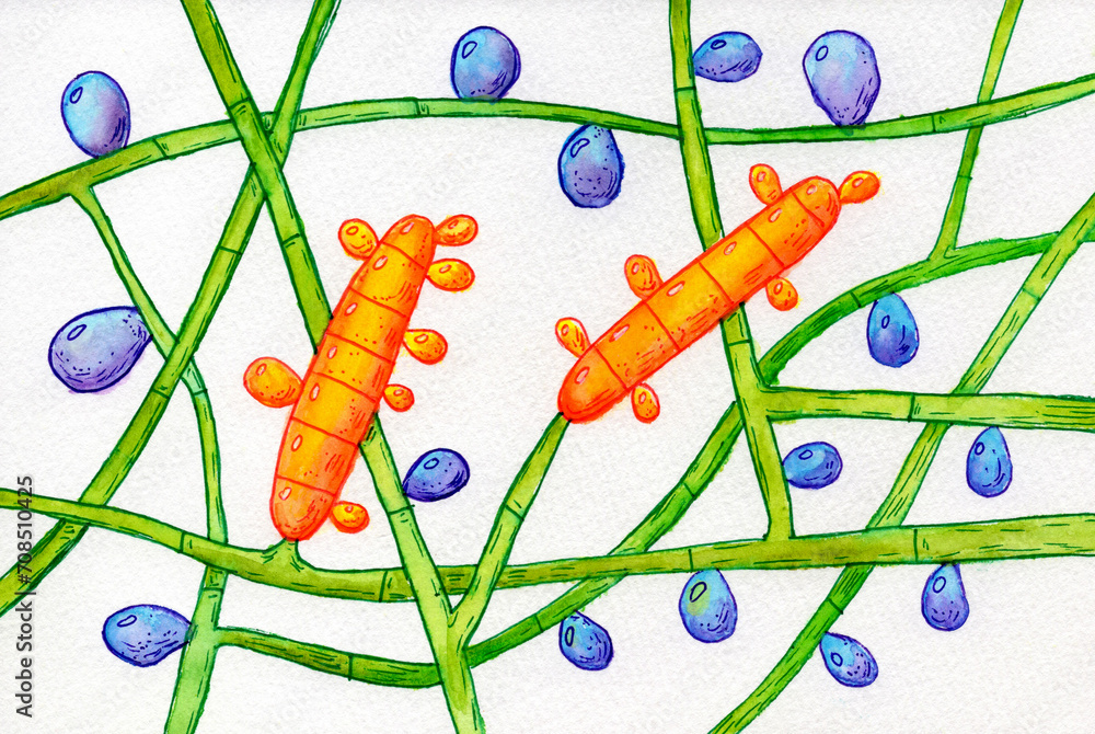 Fungus Trichophyton rubrum, hand-drawn watercolor illustration showing ...