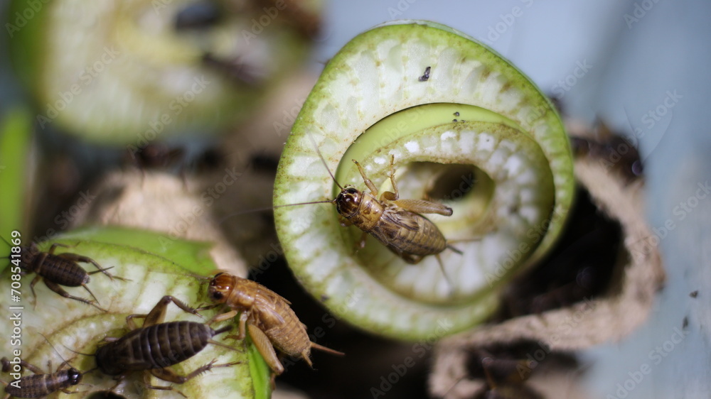 cicada insects or Gryllidae, feeding on the midribs of banana trees ...