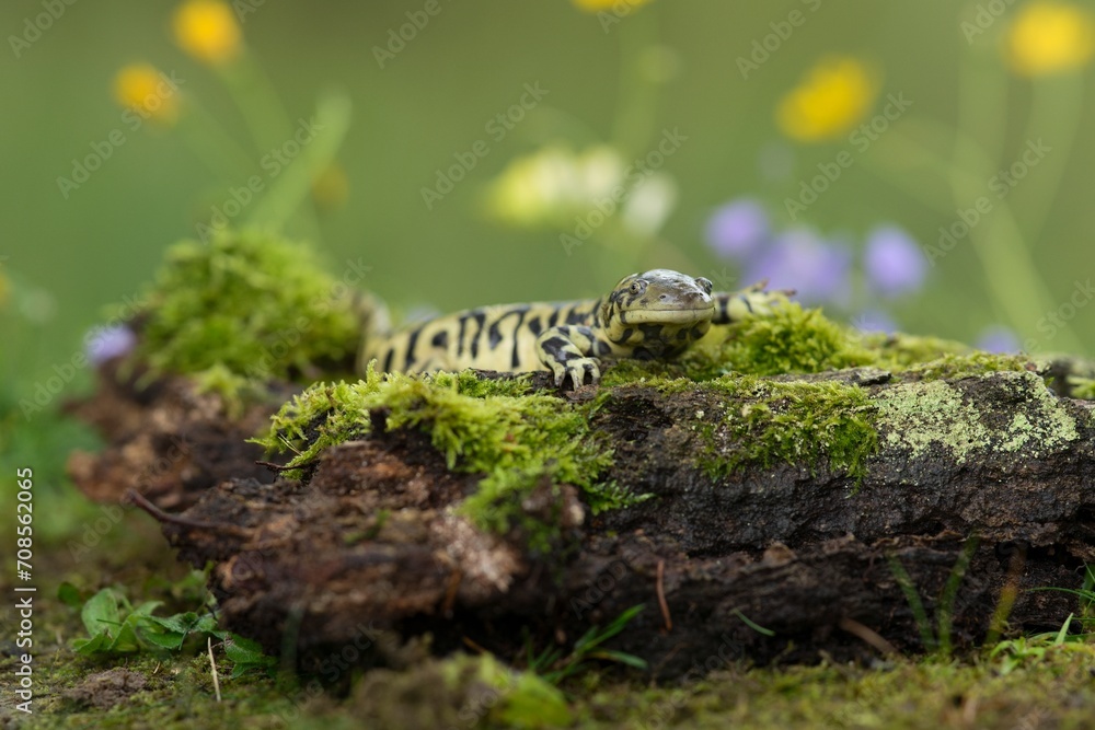 Ambystoma tigrinum, Tiger salamander, Axolotl tygrovaný, one of the ...