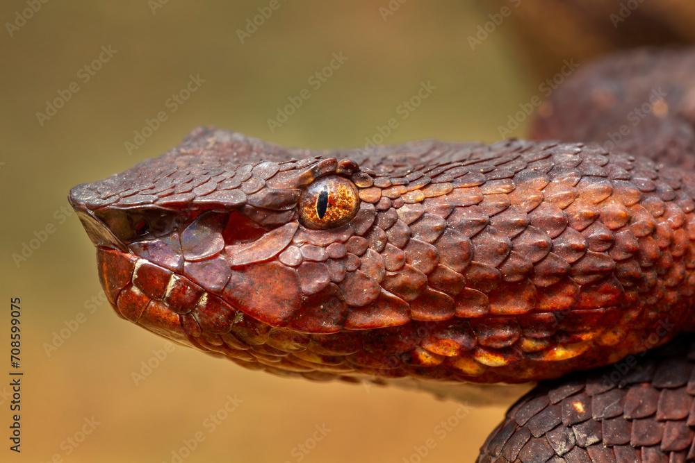 Flat Nosed Pit Viper (Craspedocephalus puniceus) is a venomous pit ...