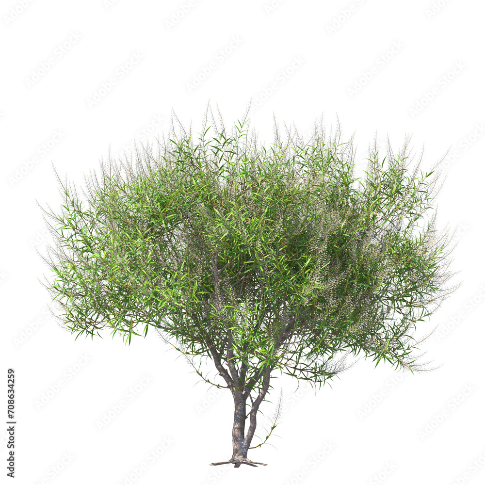 Hebe parviflora, NARROW LEAFED HEBE, bushes, shrubs, evergreen, small ...