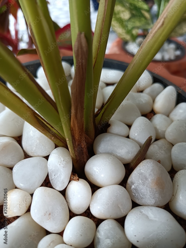 Dieffenbachia seguine, also known as dumbcane, or tuftroot, is a ...