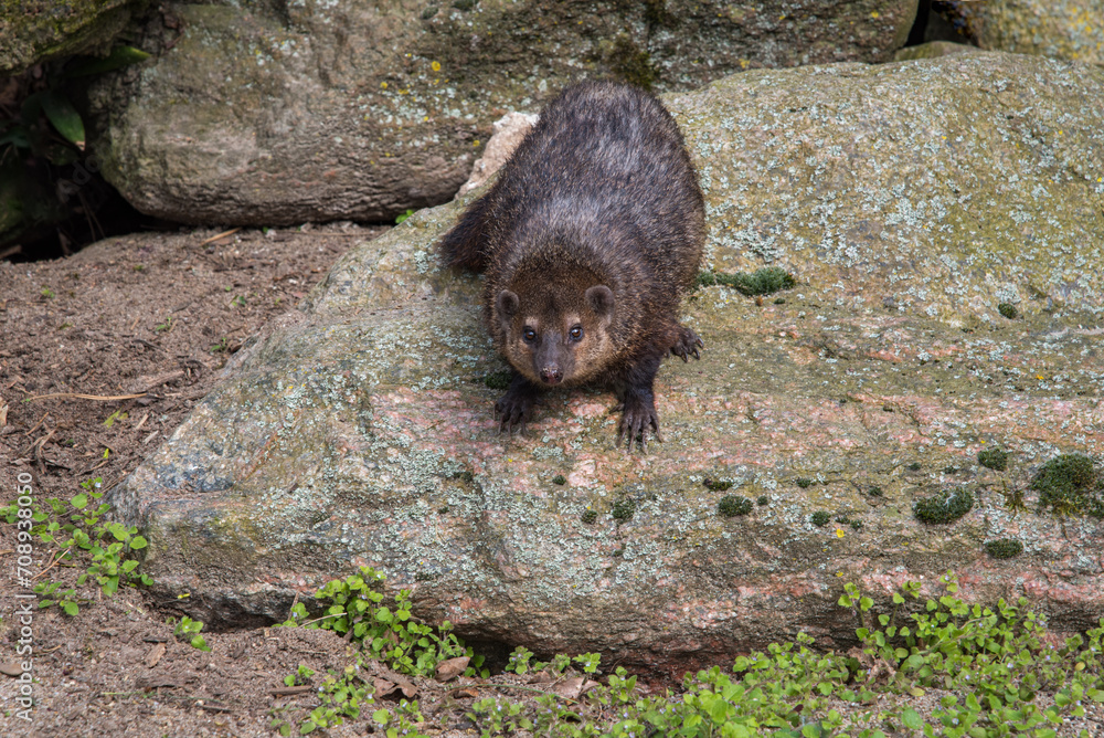 Common Cusimanse, Crossarchus obscurus, the long-nosed kusimanse with a ...