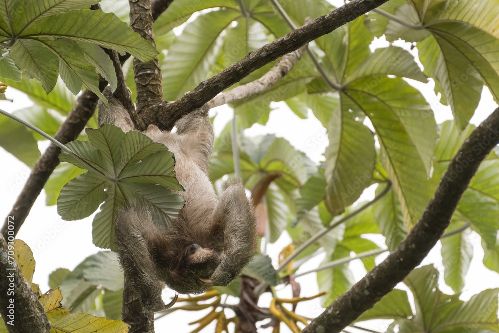 A Three-toed sloth (Bradypus) hanging upside down high in a tree ...