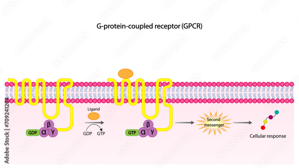 G protein coupled receptors gated ion channel. Structure of a G protein ...
