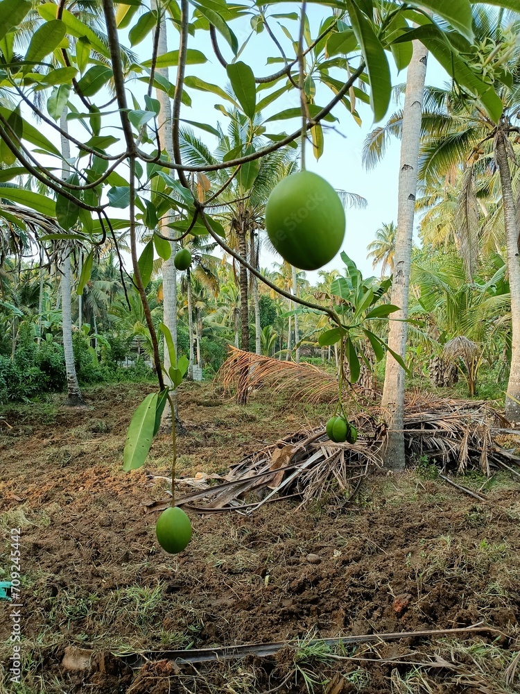 Cerbera odollam is a tree species in the family Apocynaceae commonly ...
