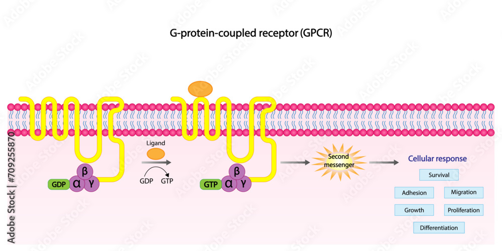 G protein coupled receptors gated ion channel. Structure of a G protein ...