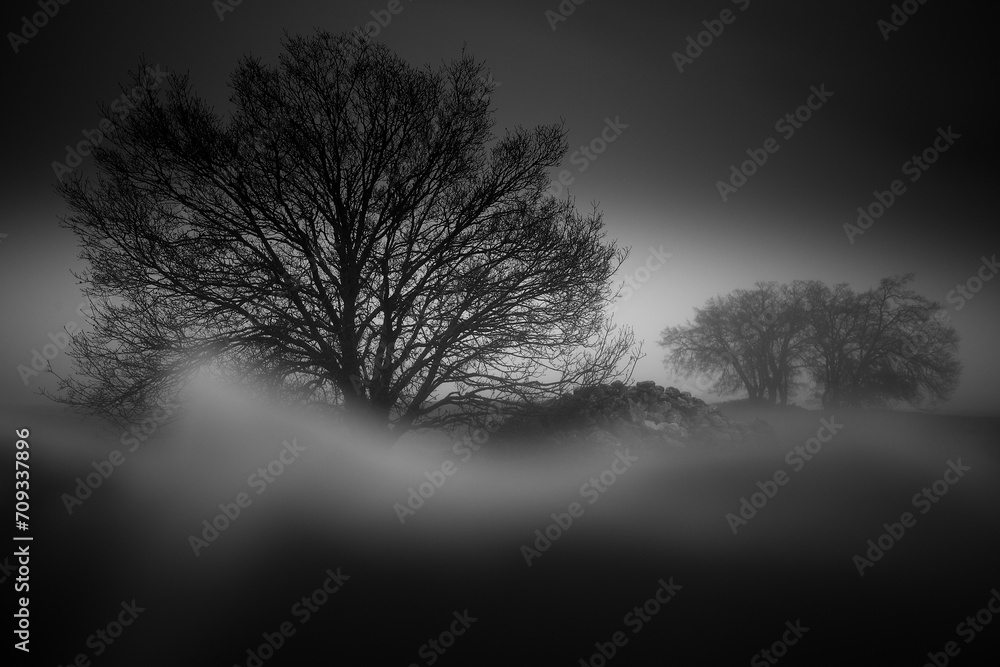 Surreal black and white image of a leafless tree standing out against a ...