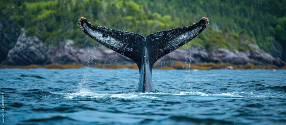 An Atlantic Humpback whale raises its fluke in New England and ...