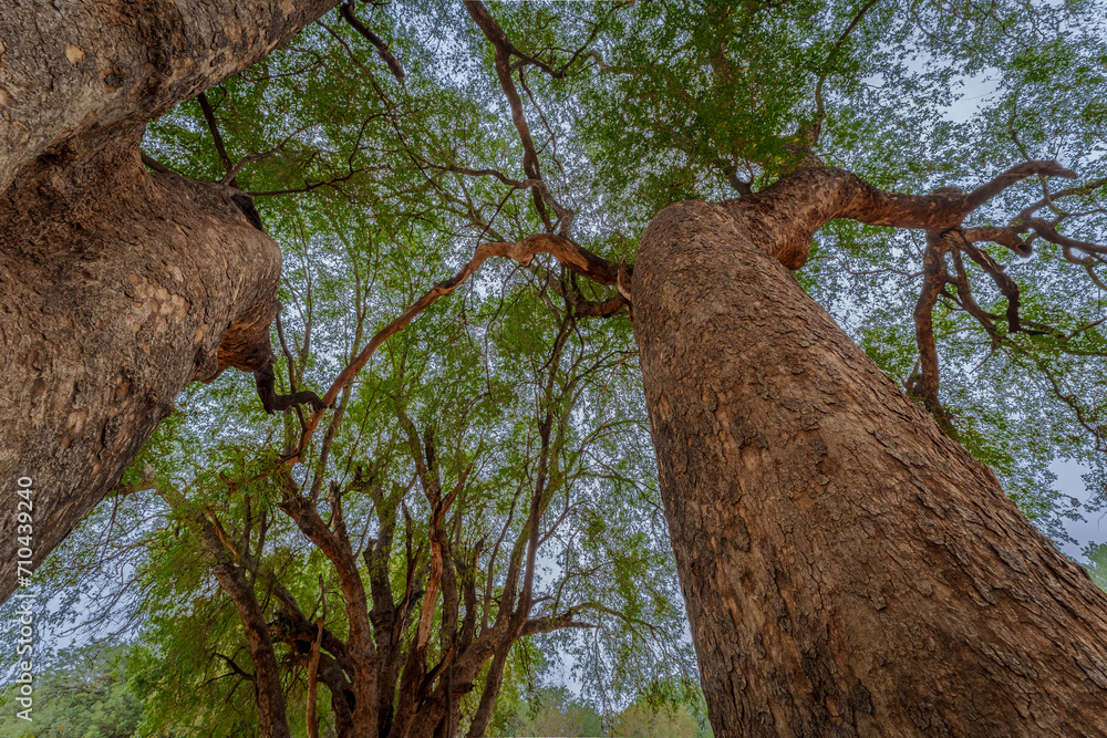 Stock-Foto „Huge nyala, nyala berry, mutshato, or mashatu tree ...